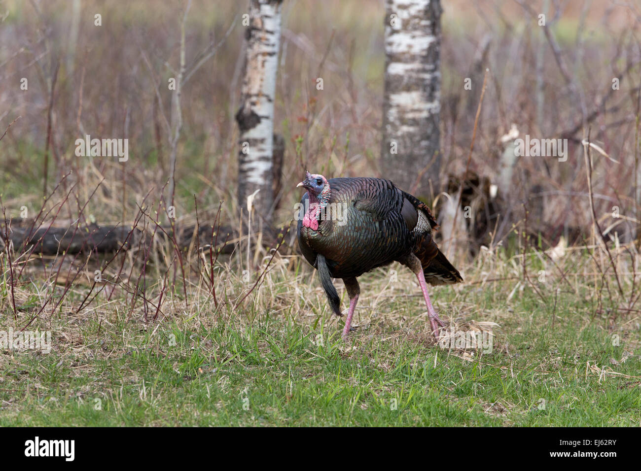 Eastern wild Turkey Stock Photo - Alamy