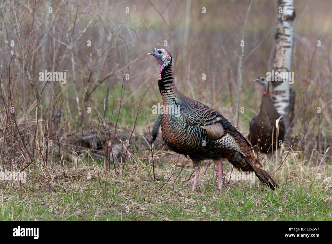 Eastern wild Turkey Stock Photo - Alamy