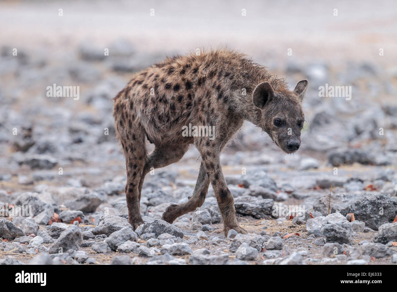 A spotted hyena in Etosha National Park, Namibia Stock Photo - Alamy