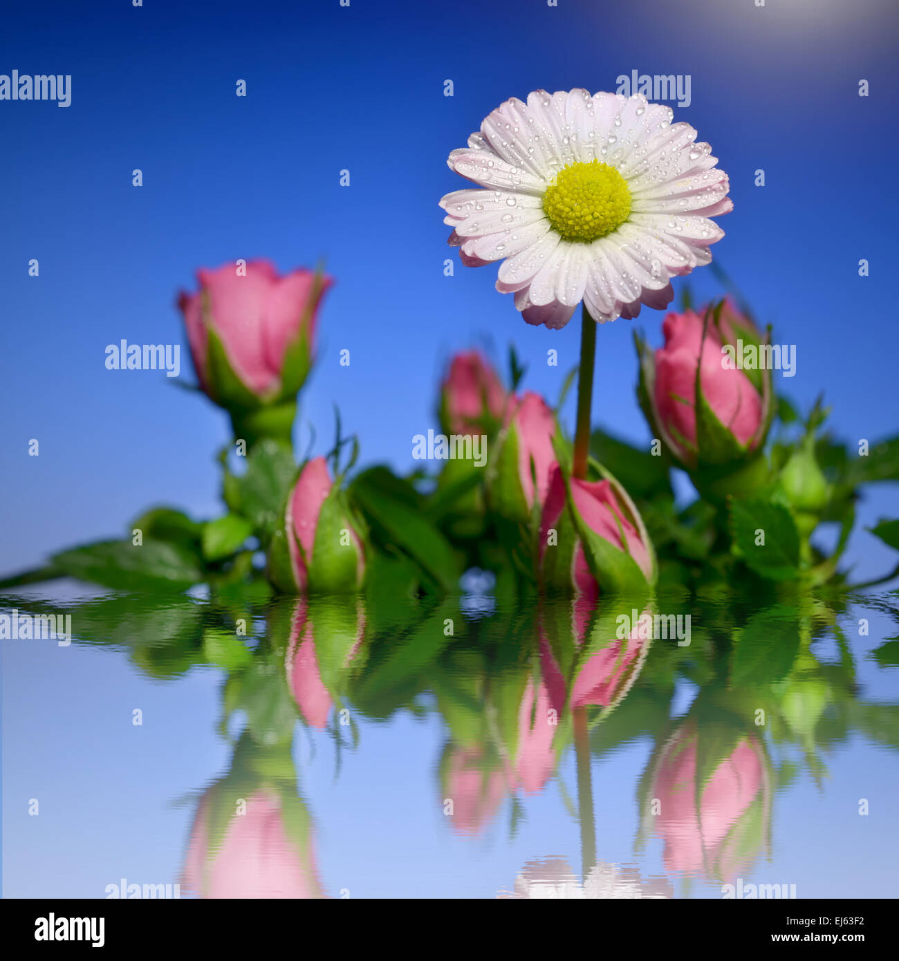 Chamomile rose hi-res stock photography and images - Alamy