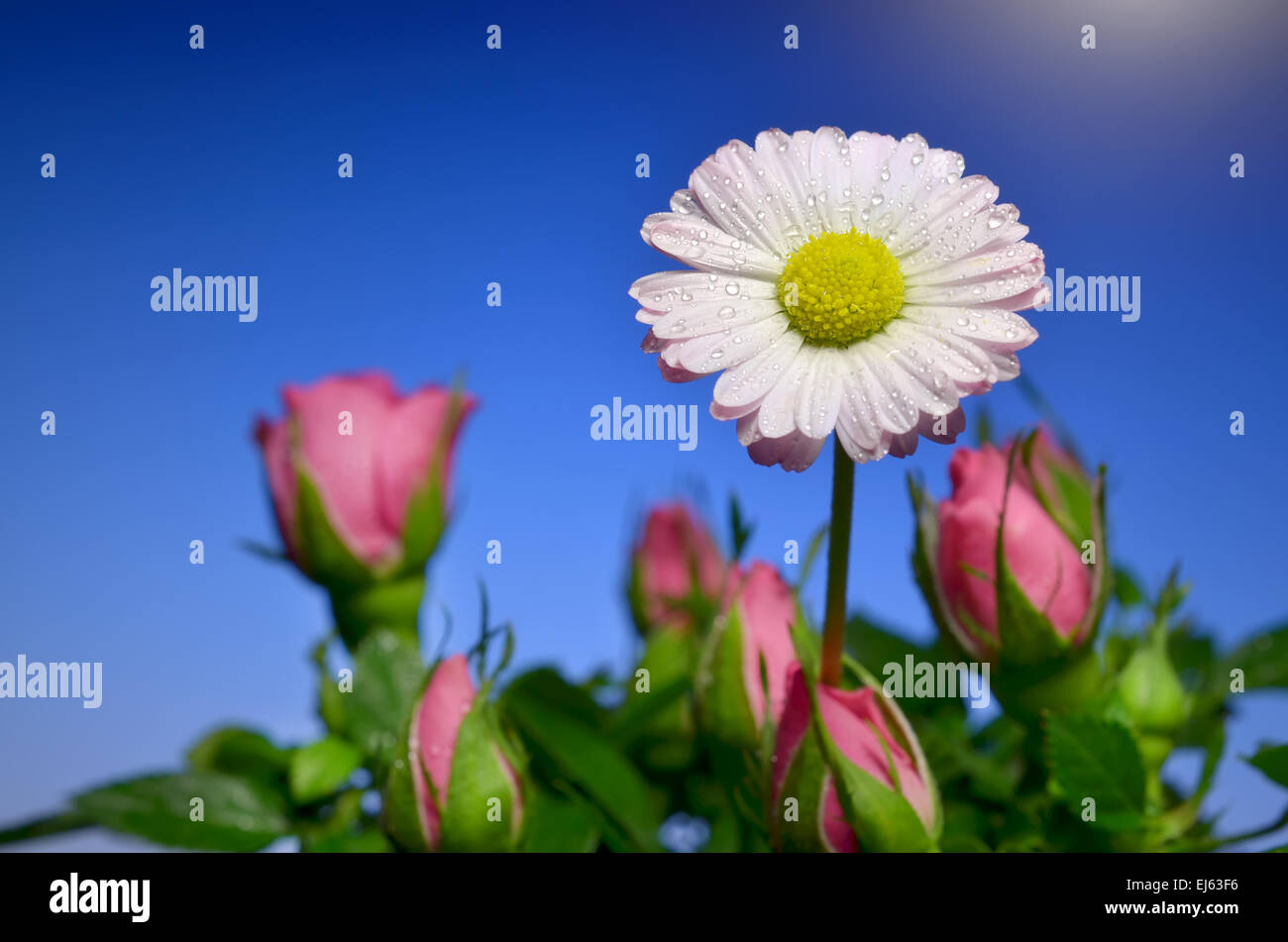 Chamomile rose hi-res stock photography and images - Alamy