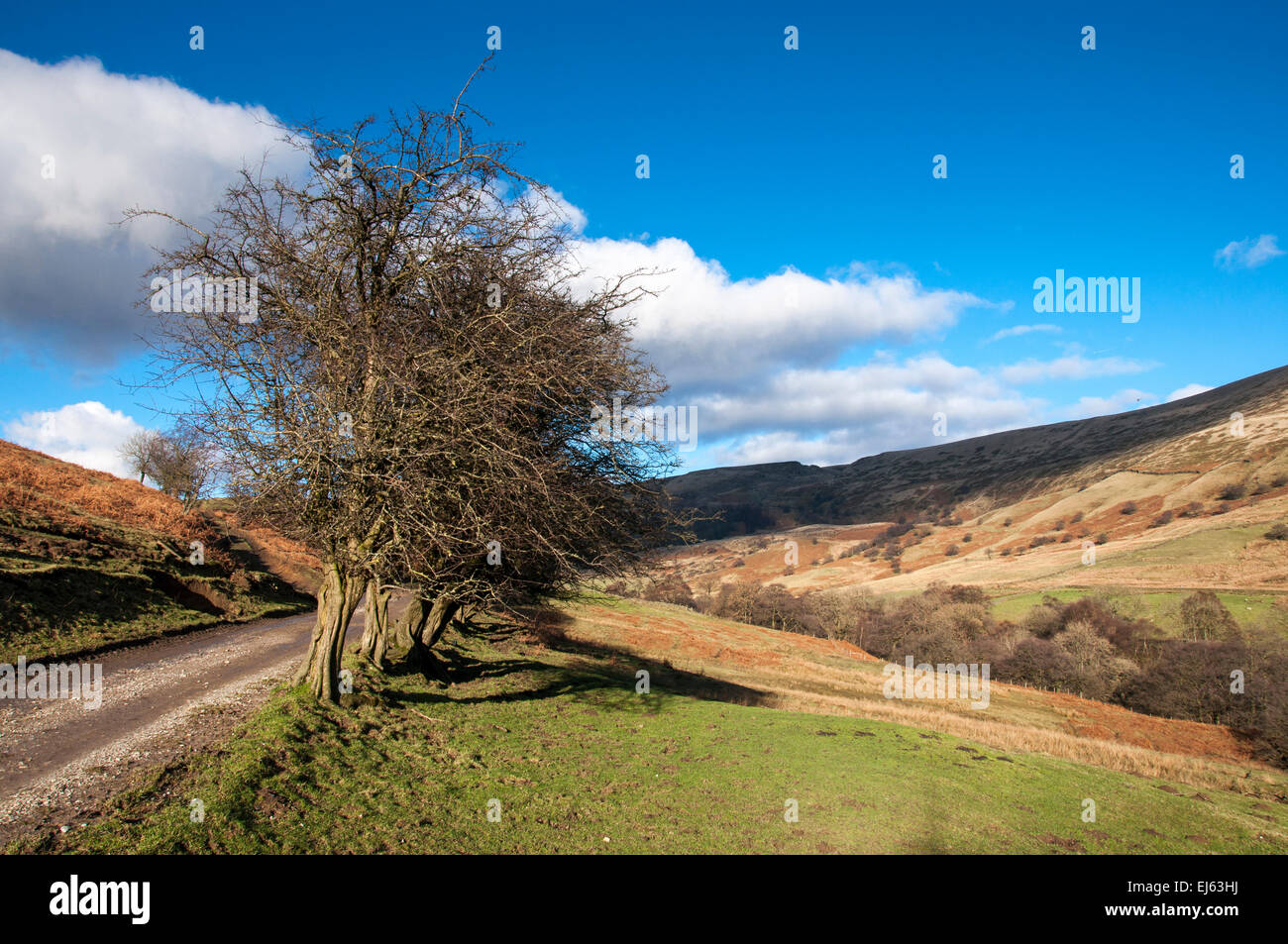 Farm track and Hawthorn trees in the Alport valley, Peak District ...