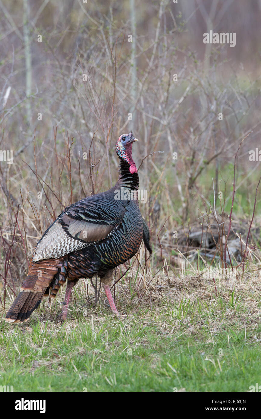 Eastern wild Turkey Stock Photo - Alamy
