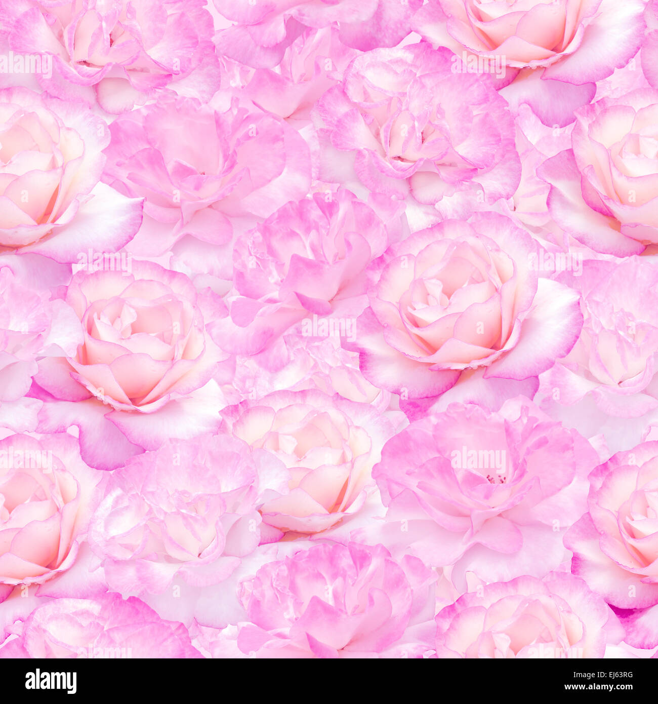 Plenty Pink natural roses seamless background. Nostalgic roses endless ...