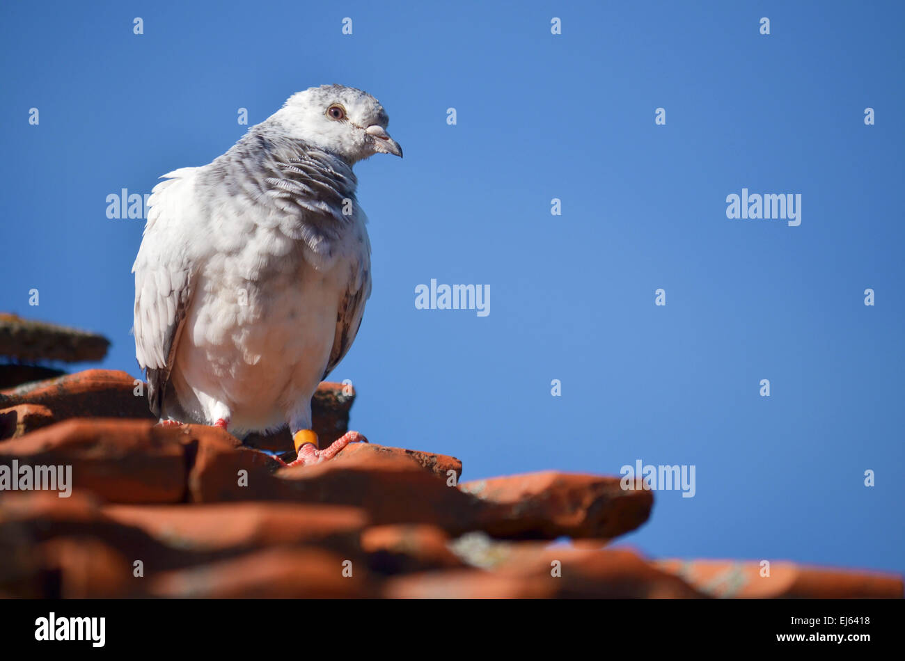 Grey pigeon hi-res stock photography and images - Alamy