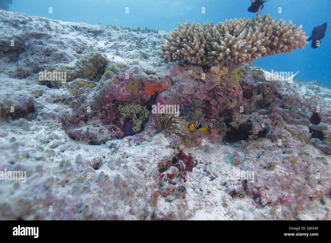 Yellowtail clownfish (Amphiprion clarkii) with sea anemone, Maldives ...