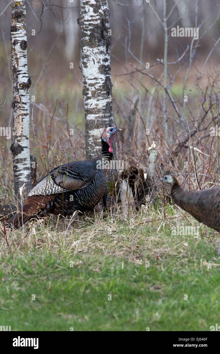 Eastern wild Turkey Stock Photo - Alamy