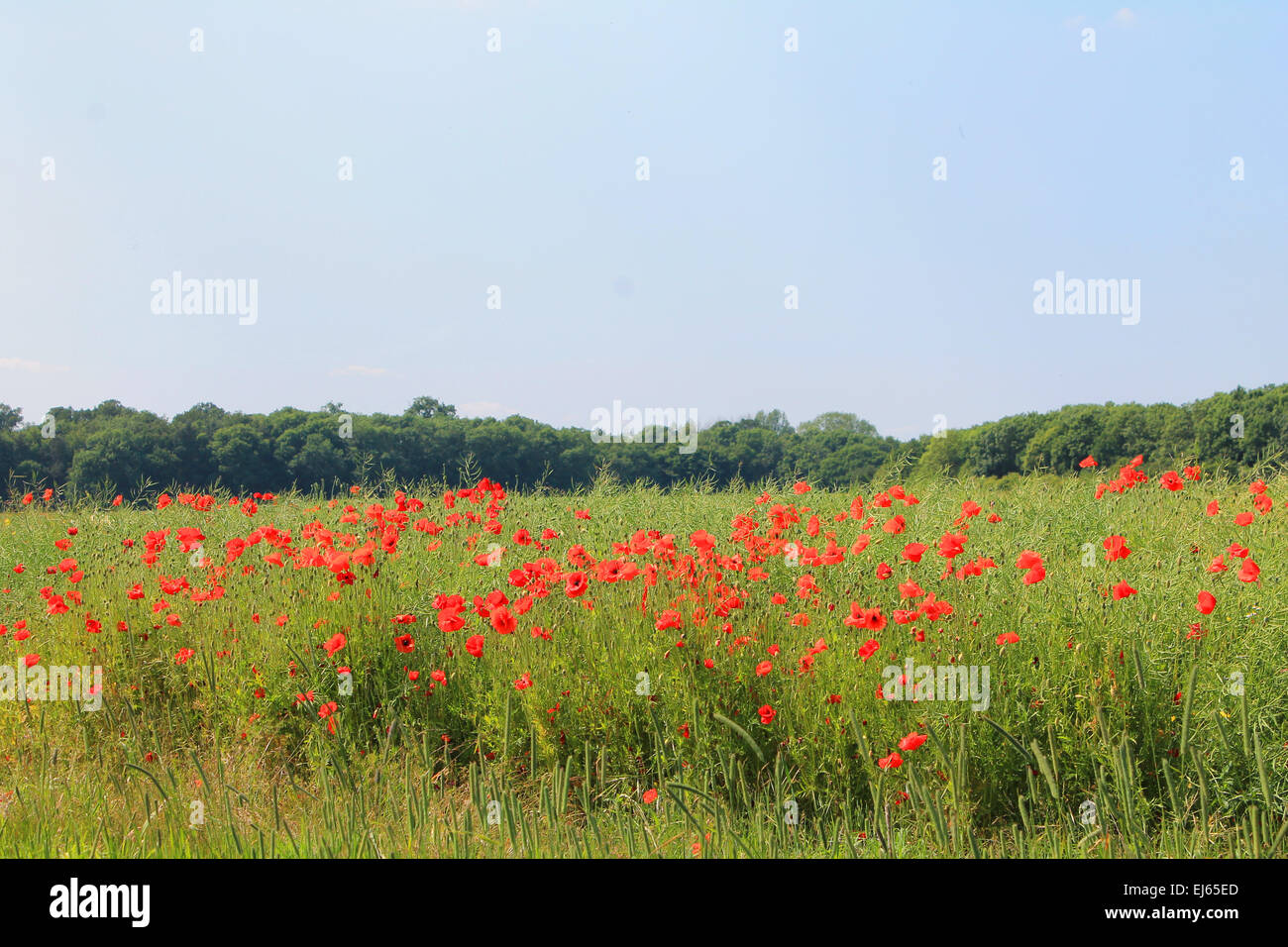 Field heroes hi-res stock photography and images - Alamy
