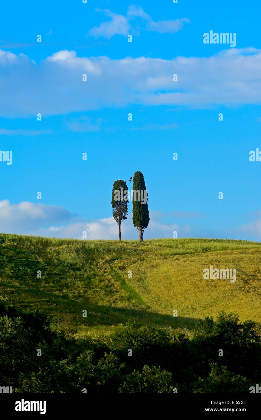 Val d´Orcia, Orcia Valley, Fields and cypress trees, Tuscany Landscape ...