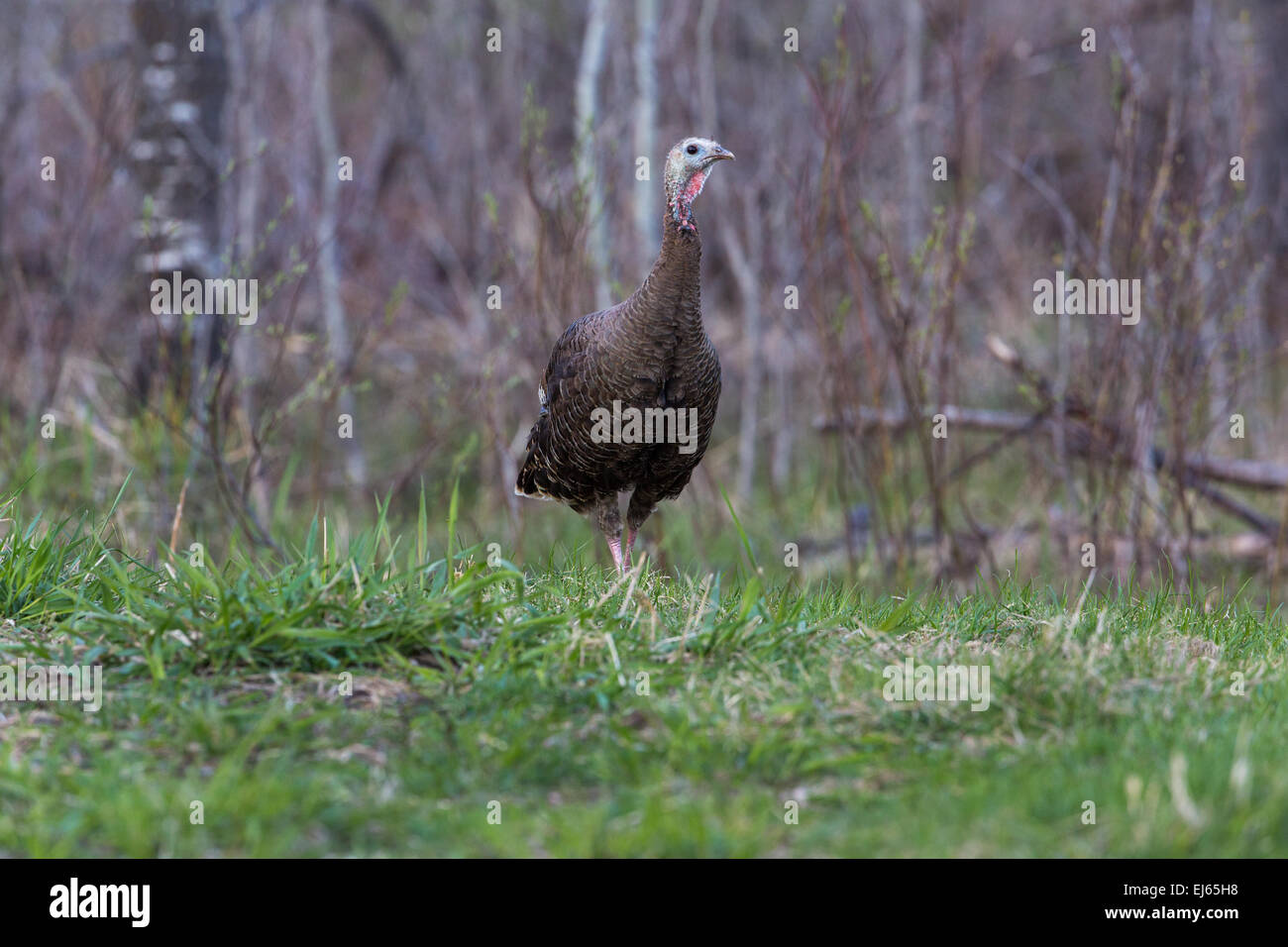 Eastern wild Turkey Stock Photo - Alamy