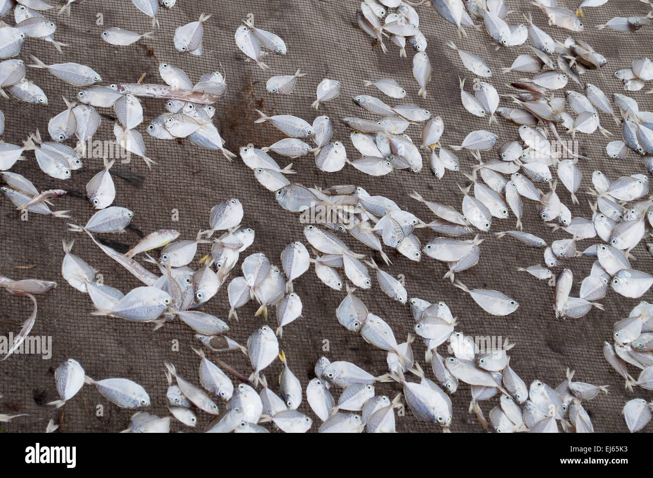 Tiku hi-res stock photography and images - Alamy