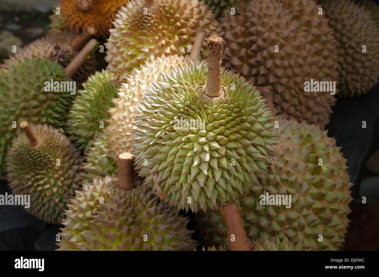 Durian fruit in the market. Sumatra. Indonesia Stock Photo - Alamy