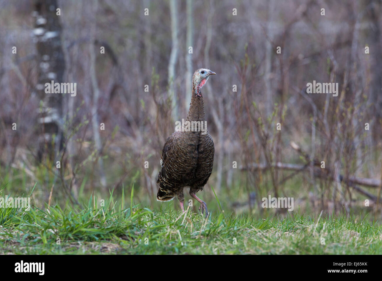 Eastern wild Turkey Stock Photo - Alamy