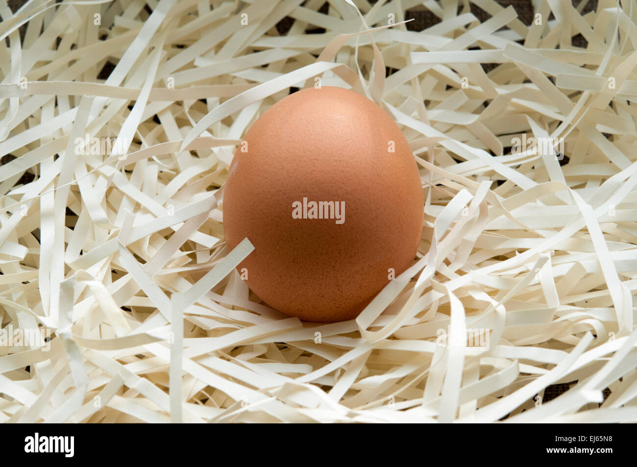 Nest with one alone egg Stock Photo - Alamy