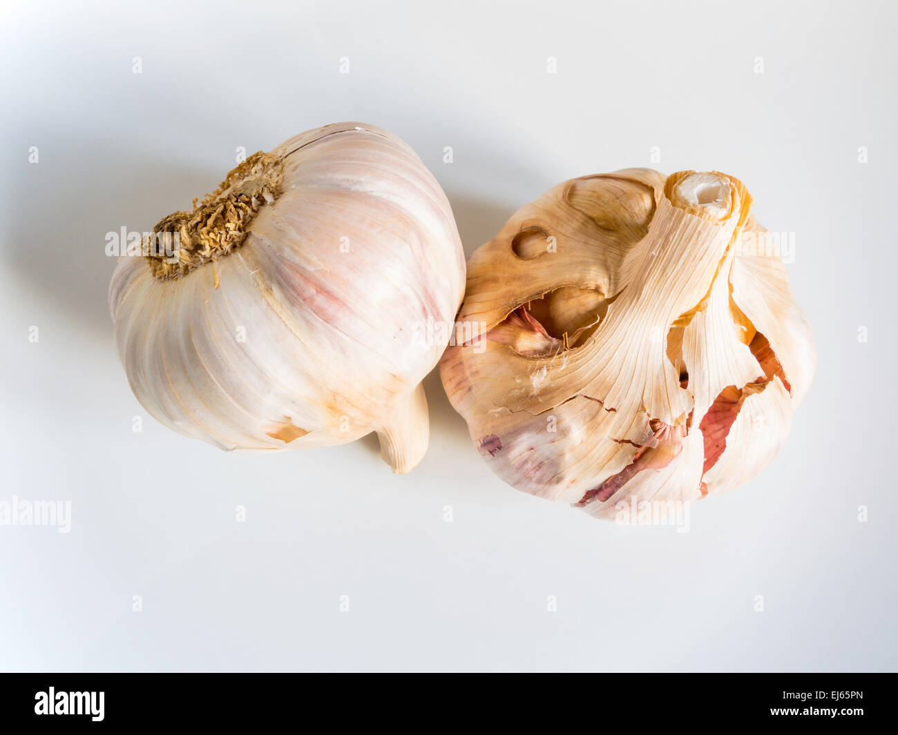 Two large Garlic Allium sativum bulbs on a white background Stock Photo ...