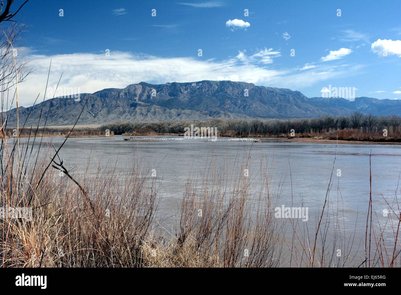 Sea Gulls on river Albuquerque, New Mexico - USA Stock Photo - Alamy