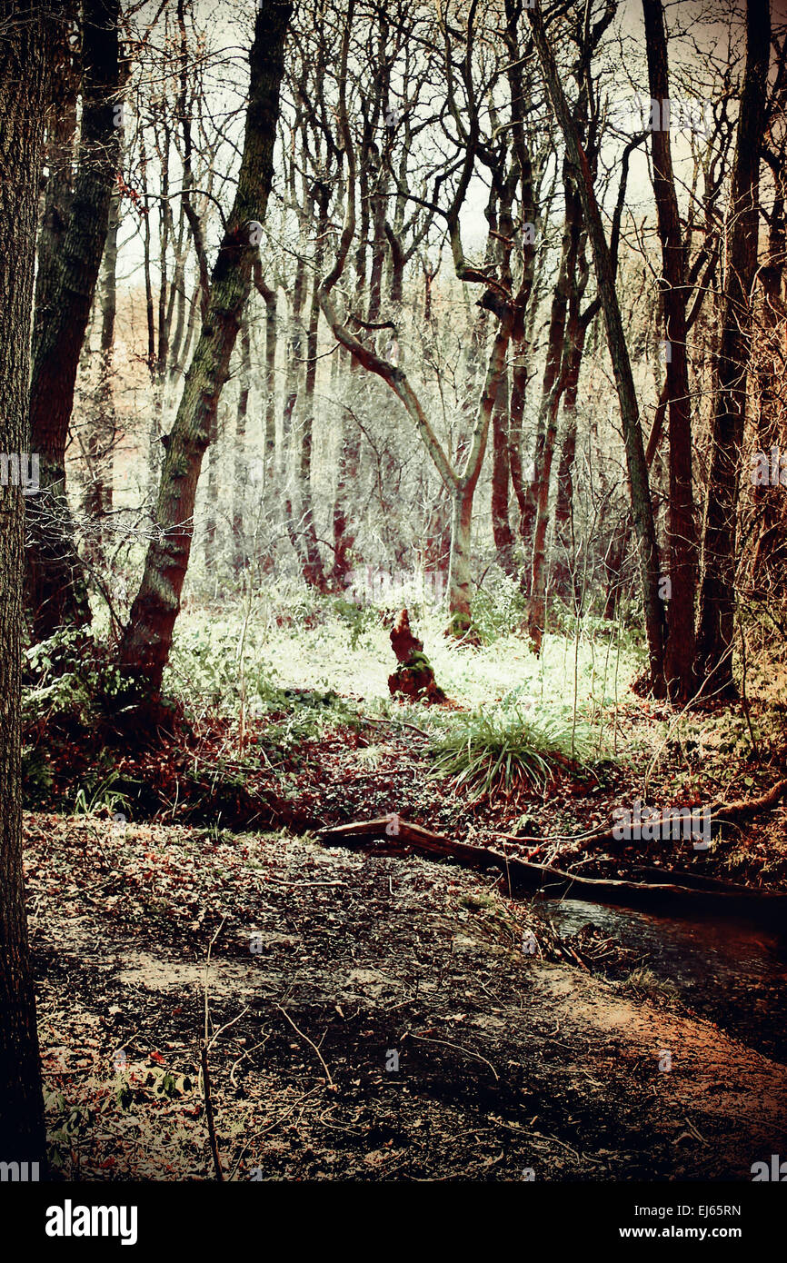Fantasy woods hi-res stock photography and images - Alamy