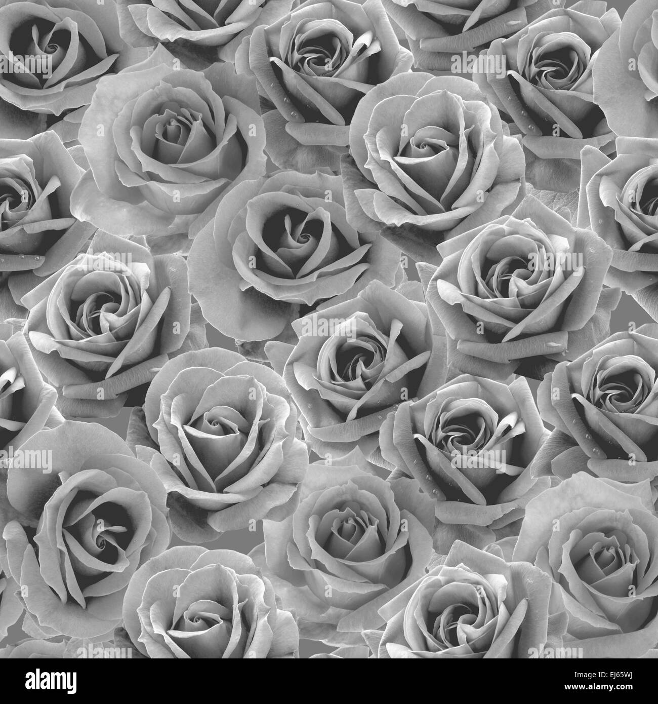 Plenty natural roses seamless background. Nostalgic roses endless ...