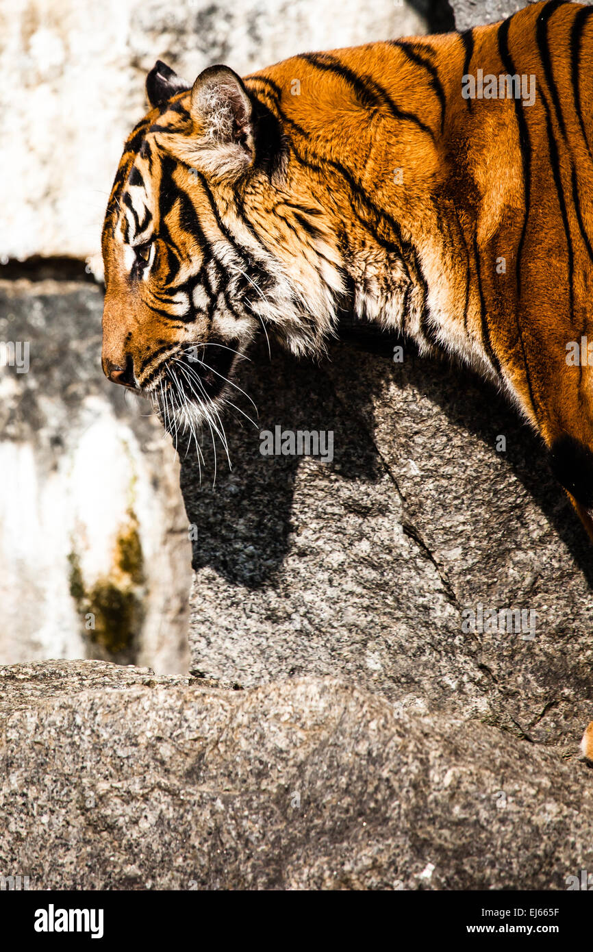 Tiger Close Up Portrait Stock Photo - Alamy