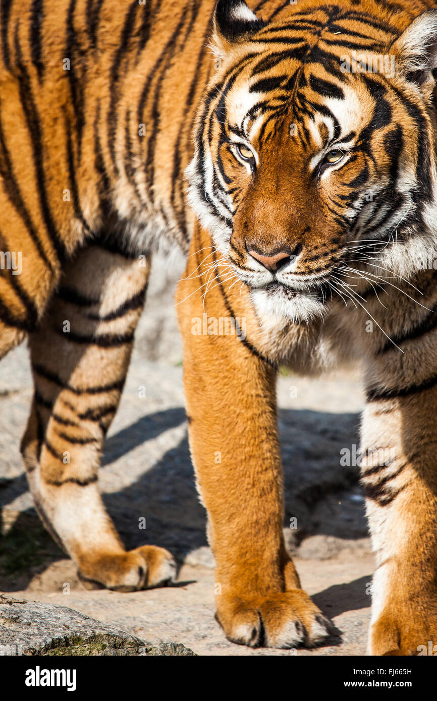 Tiger Close Up Portrait Stock Photo - Alamy