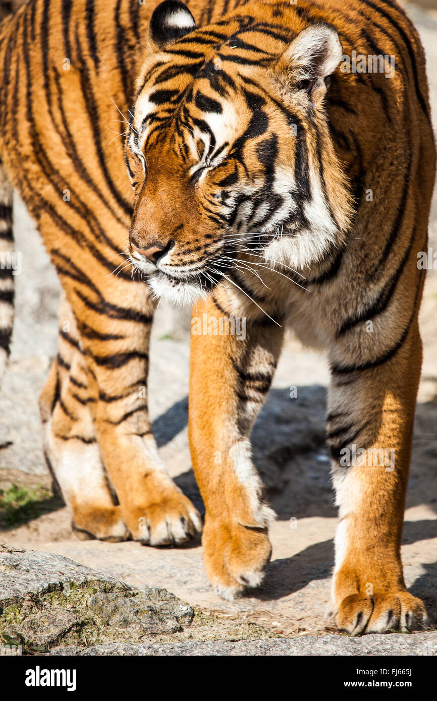 Tiger Close Up Portrait Stock Photo - Alamy