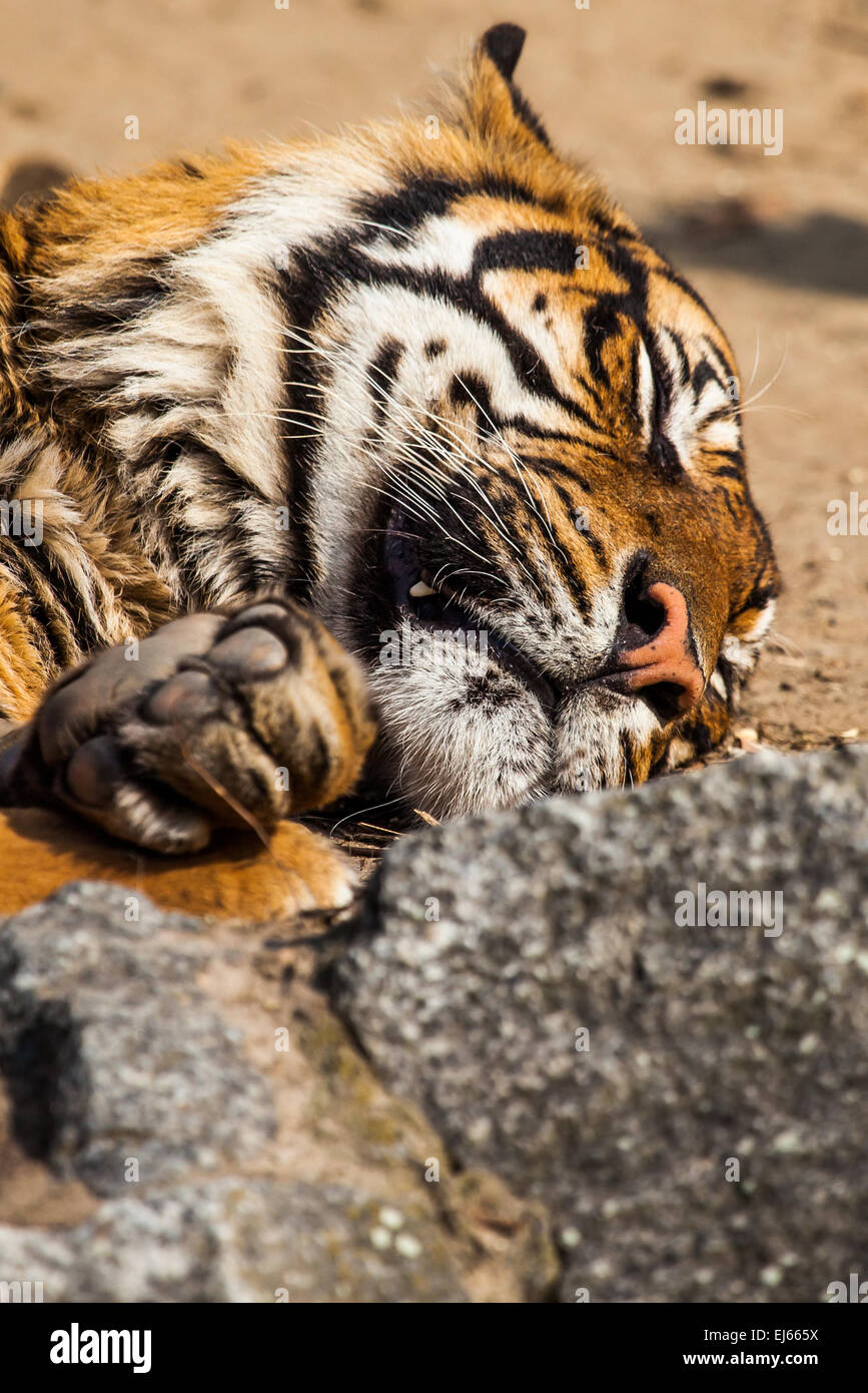 Tiger Close Up Portrait Stock Photo - Alamy