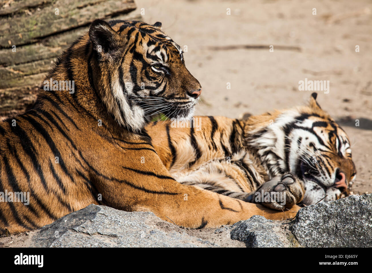 Tiger Close Up Portrait Stock Photo - Alamy