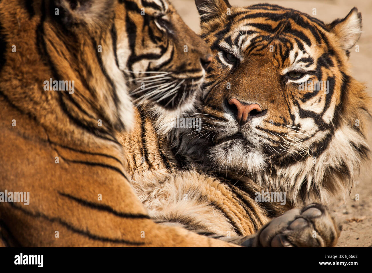 Tiger Close Up Portrait Stock Photo - Alamy