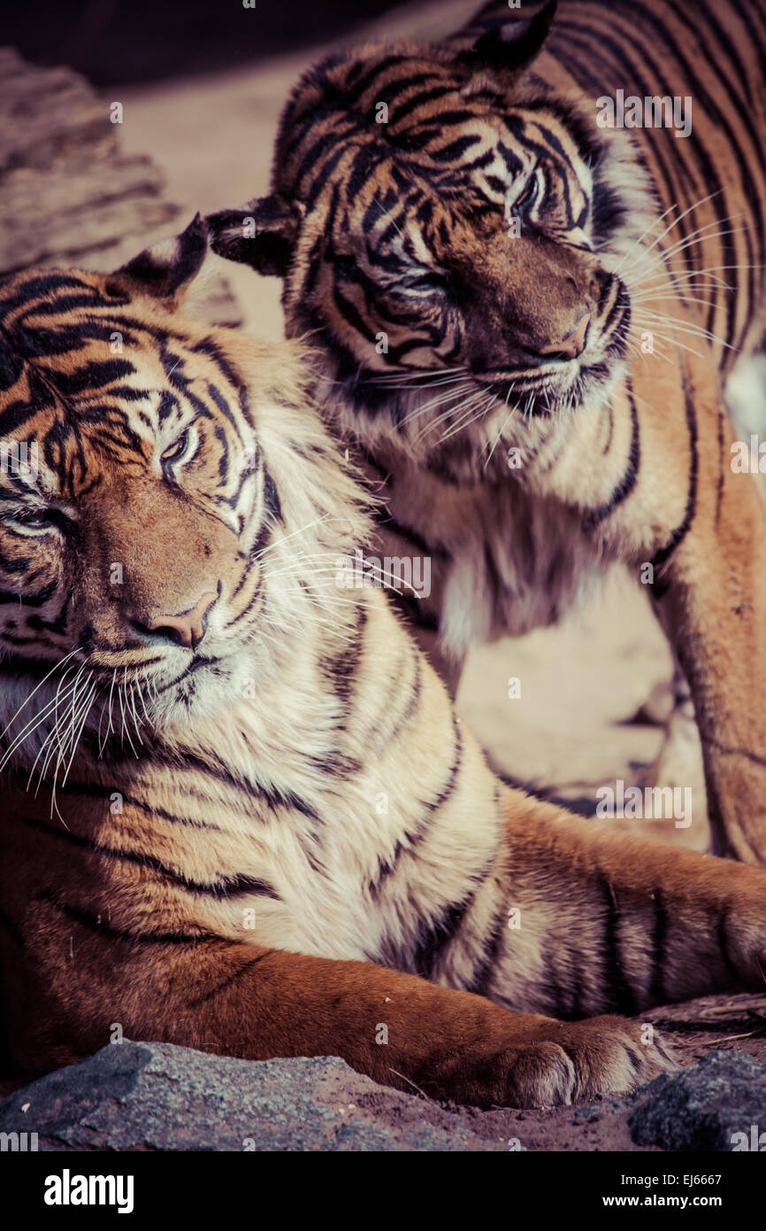 Tiger Close Up Portrait Stock Photo - Alamy