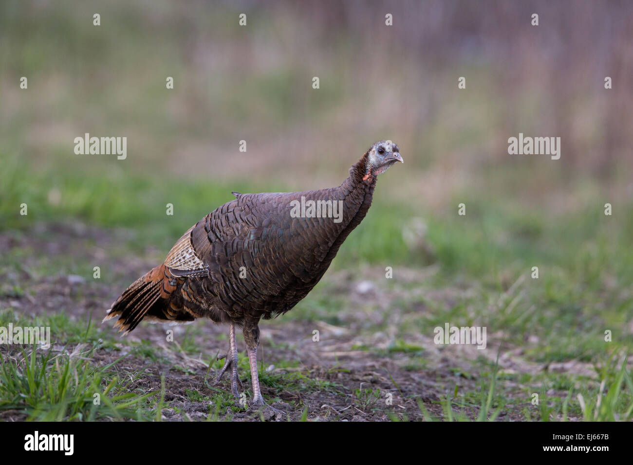 Bronze turkey breed hi-res stock photography and images - Alamy