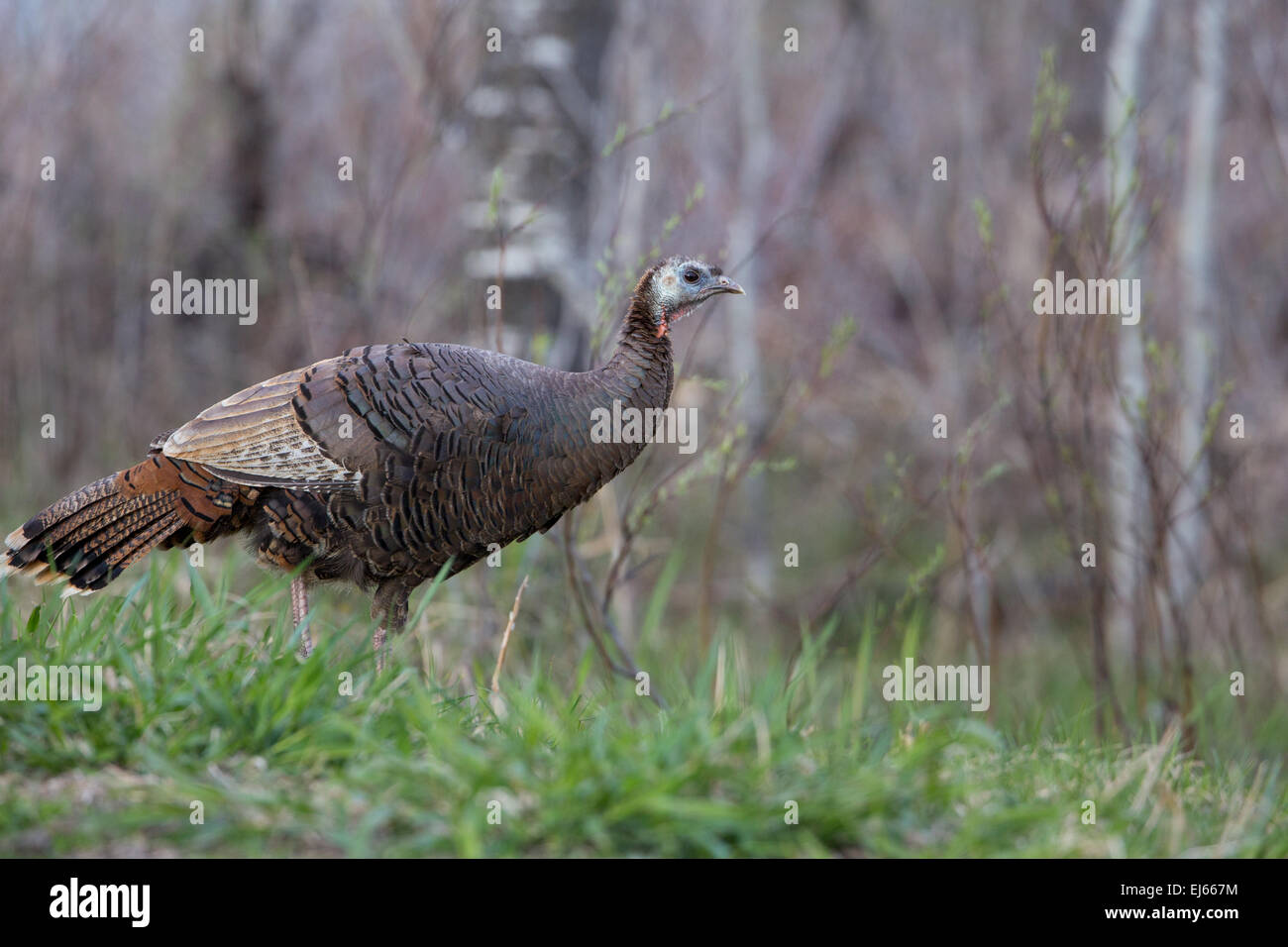 Eastern wild Turkey Stock Photo - Alamy