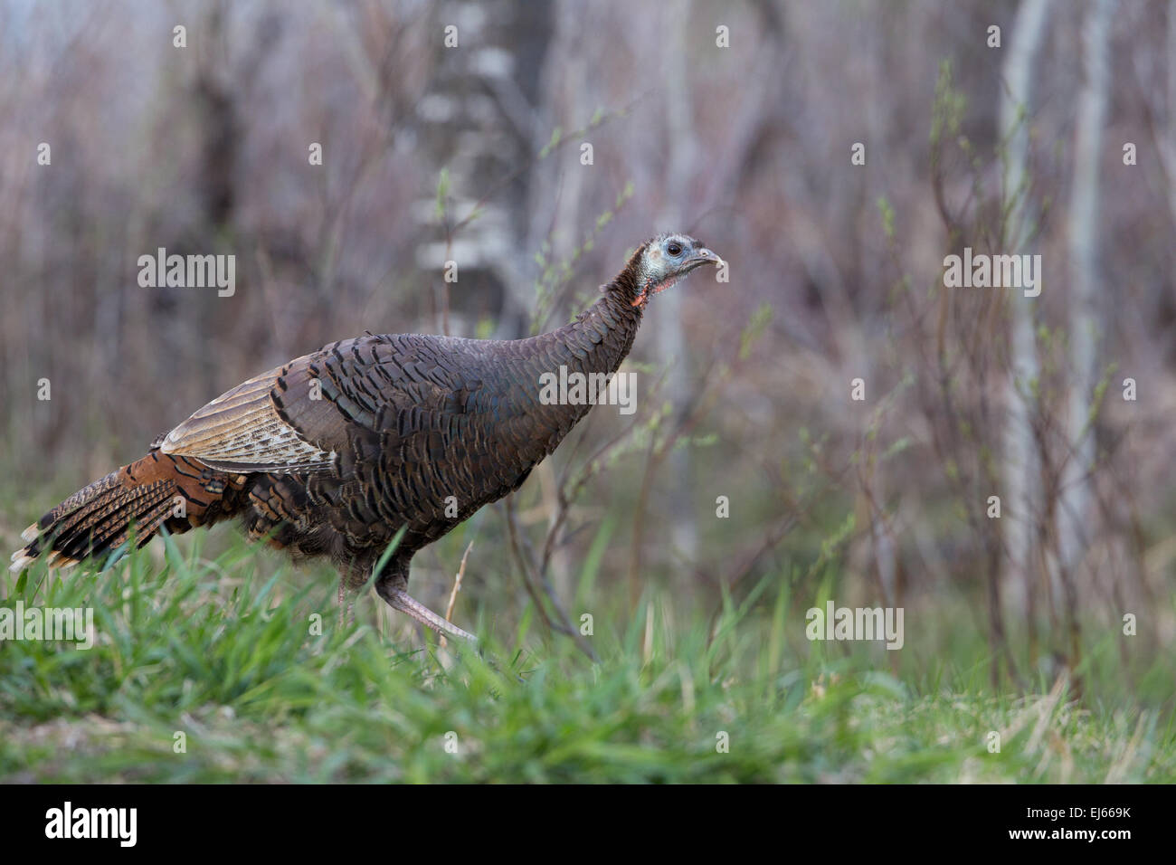 Eastern wild Turkey Stock Photo - Alamy