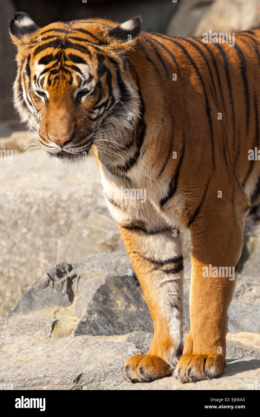 Tiger Close Up Portrait Stock Photo - Alamy