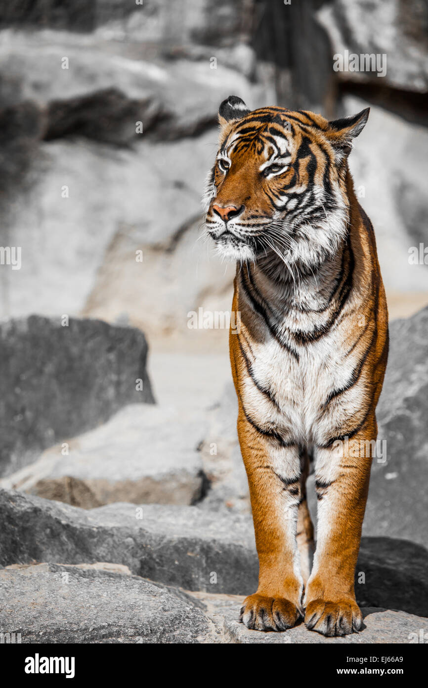 Tiger Close Up Portrait Stock Photo - Alamy