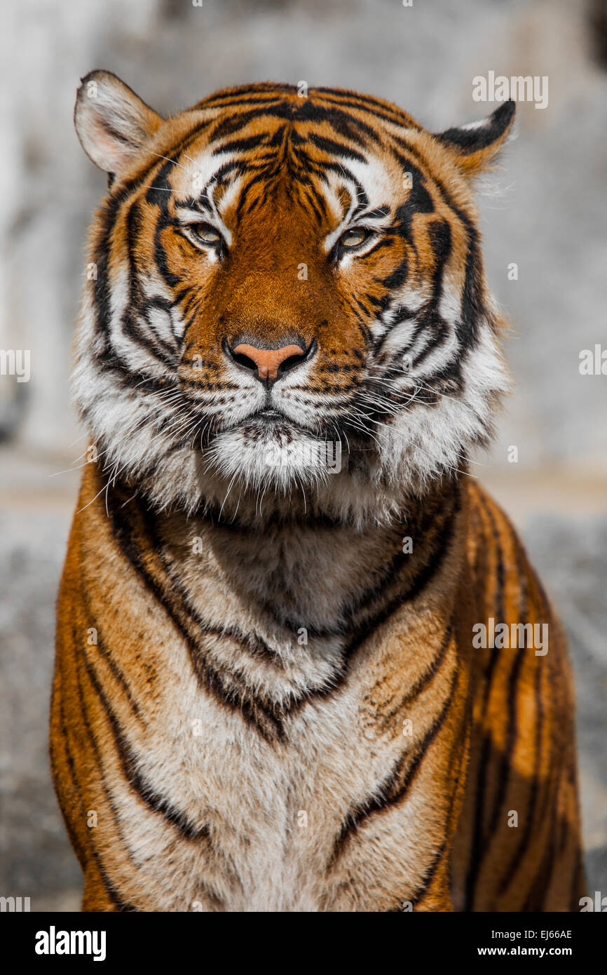 Tiger face close up portrait hi-res stock photography and images - Alamy