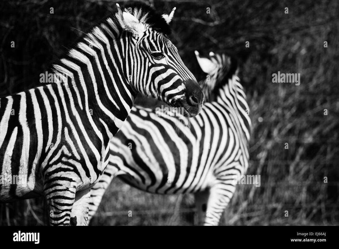 Structure of the skin of an animal Black and White Stock Photos ...
