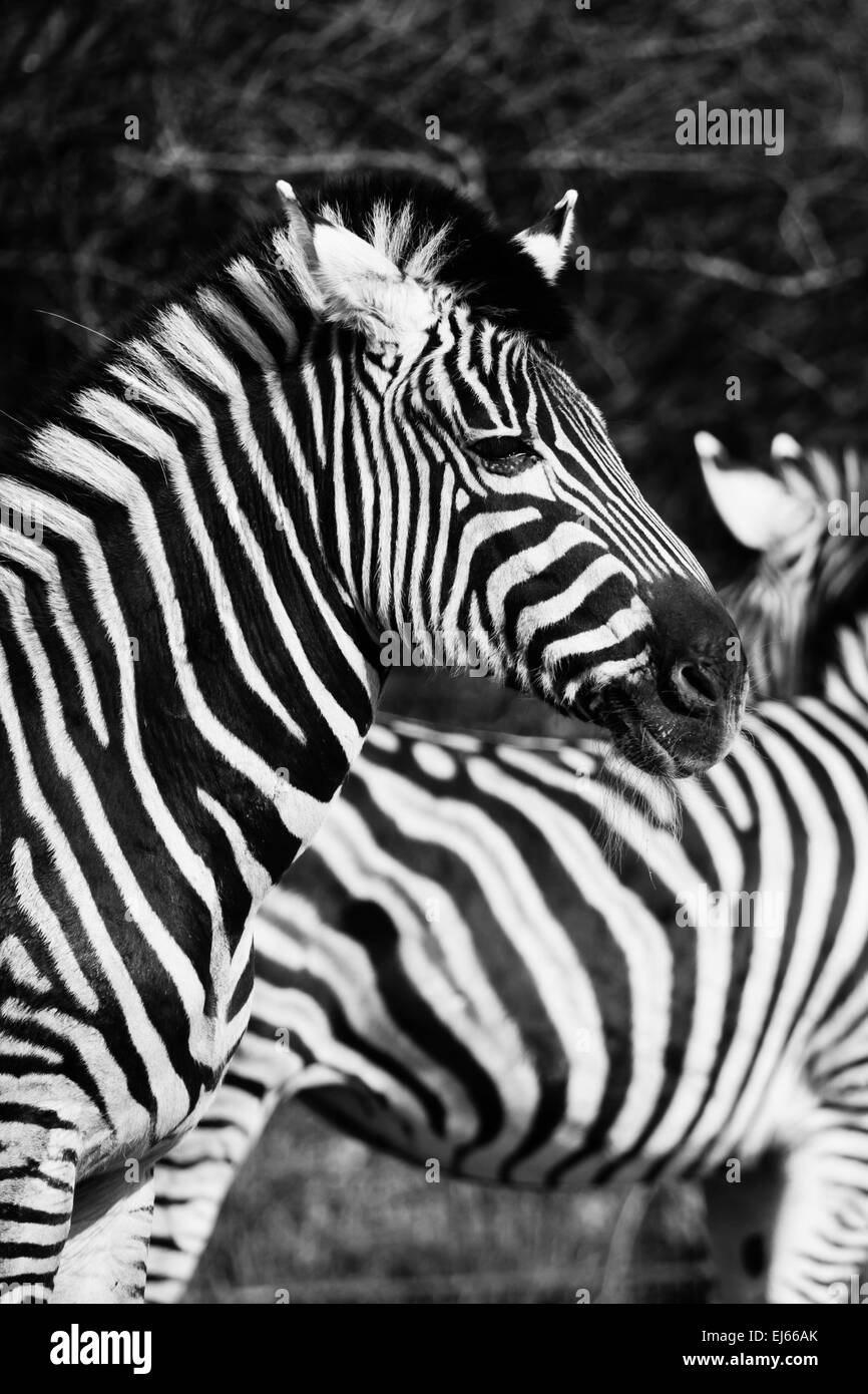 animal zebre portrait Stock Photo - Alamy