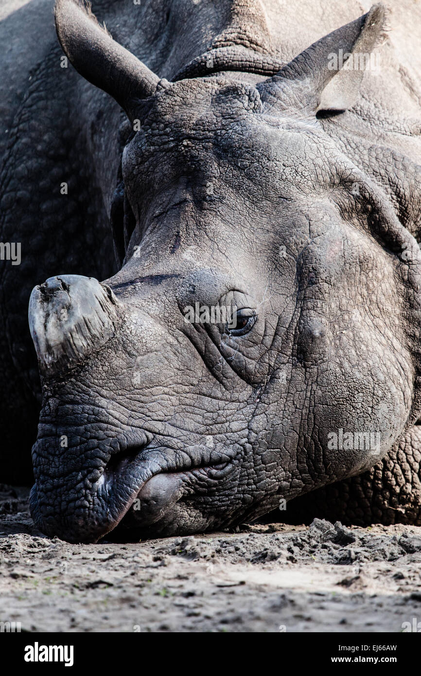 Rhino description hi-res stock photography and images - Alamy