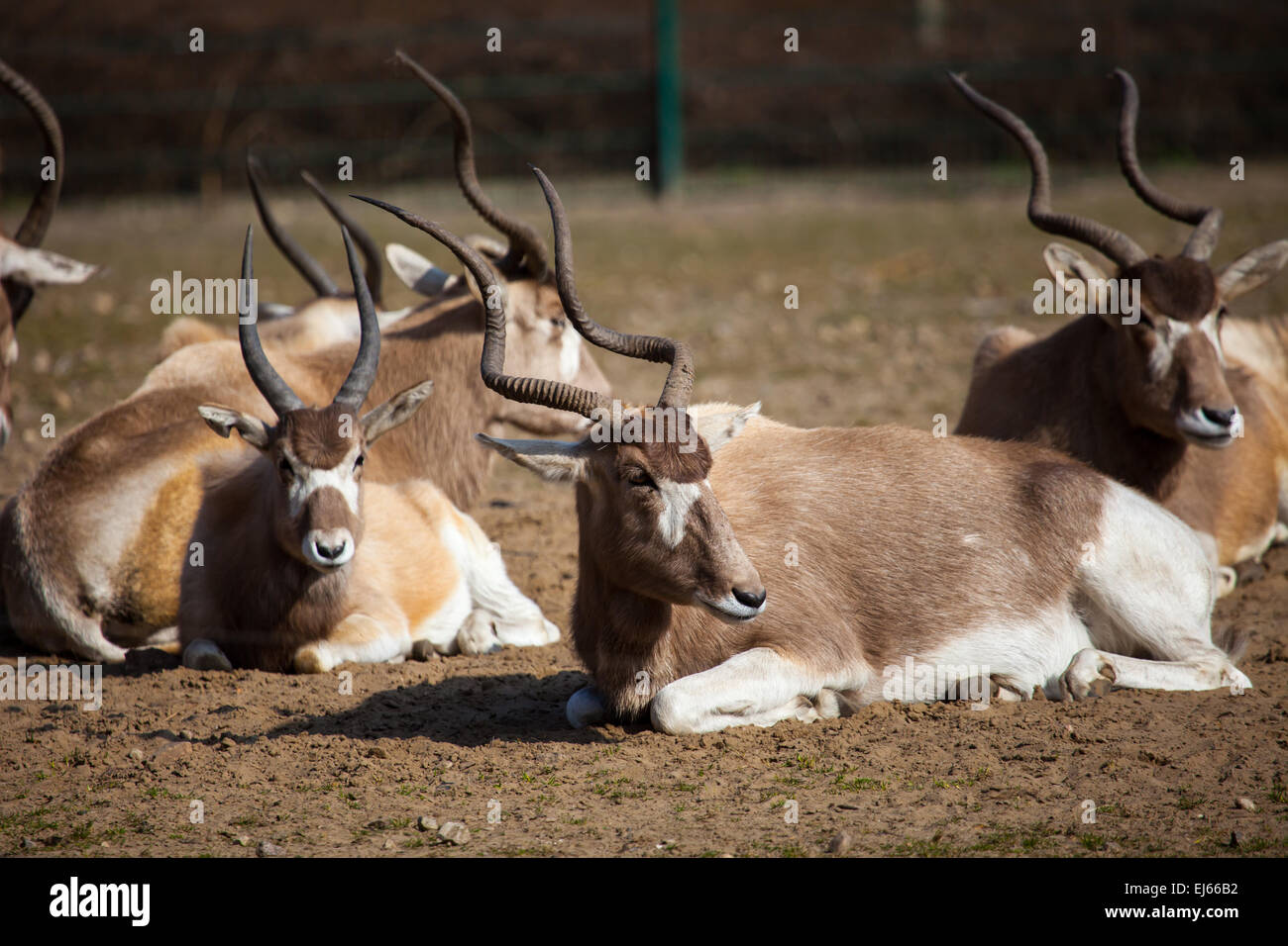 Group of impala antelope sitting in dry grass Stock Photo - Alamy
