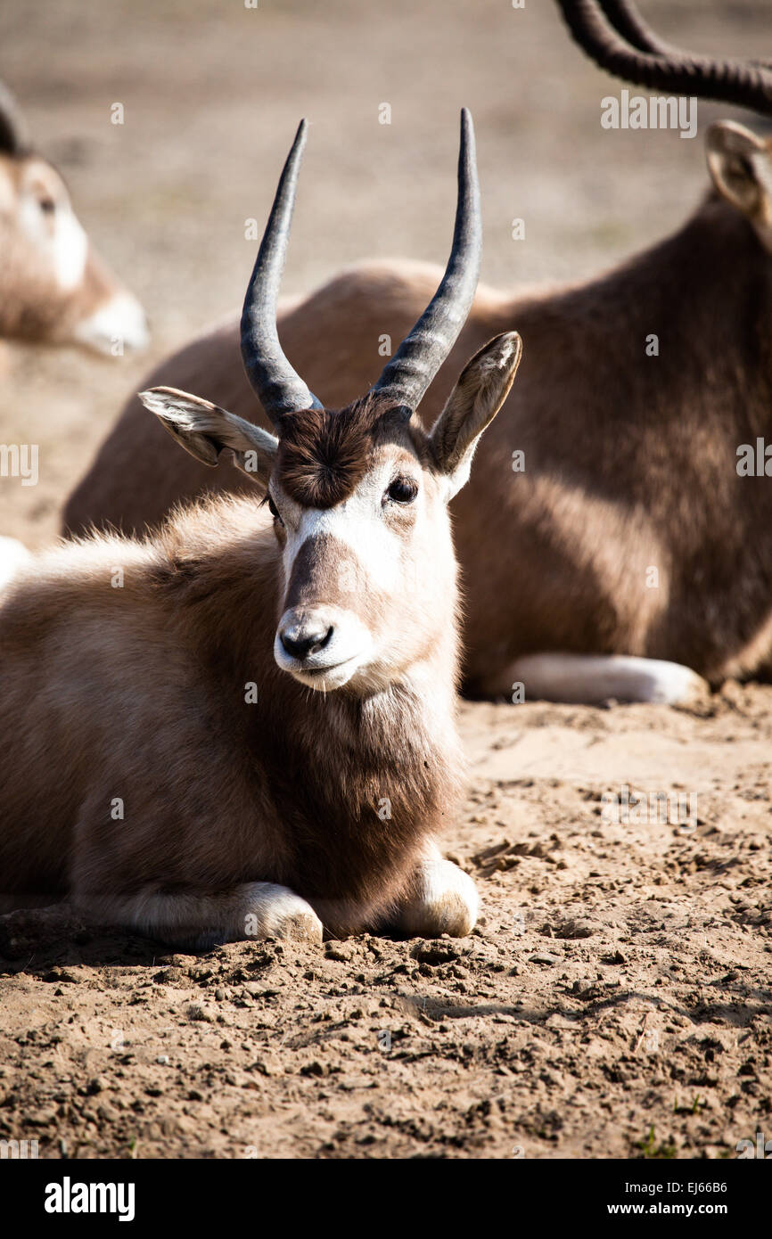 Group of impala antelope sitting in dry grass Stock Photo - Alamy