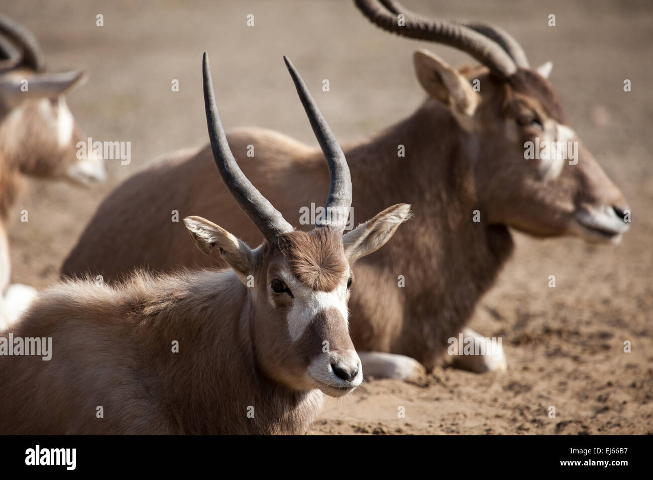Group of impala antelope sitting in dry grass Stock Photo - Alamy