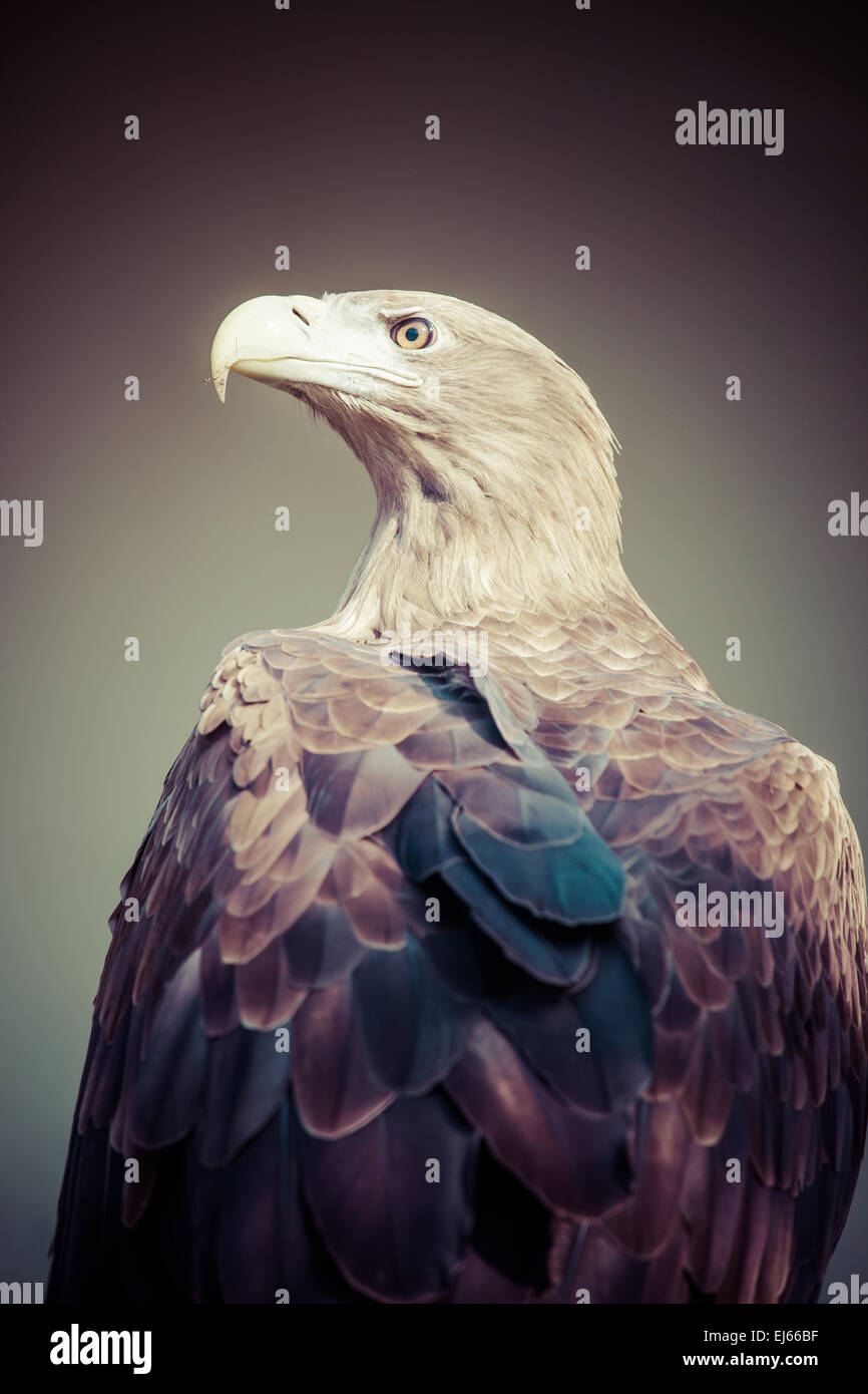 Eagle close up Stock Photo - Alamy
