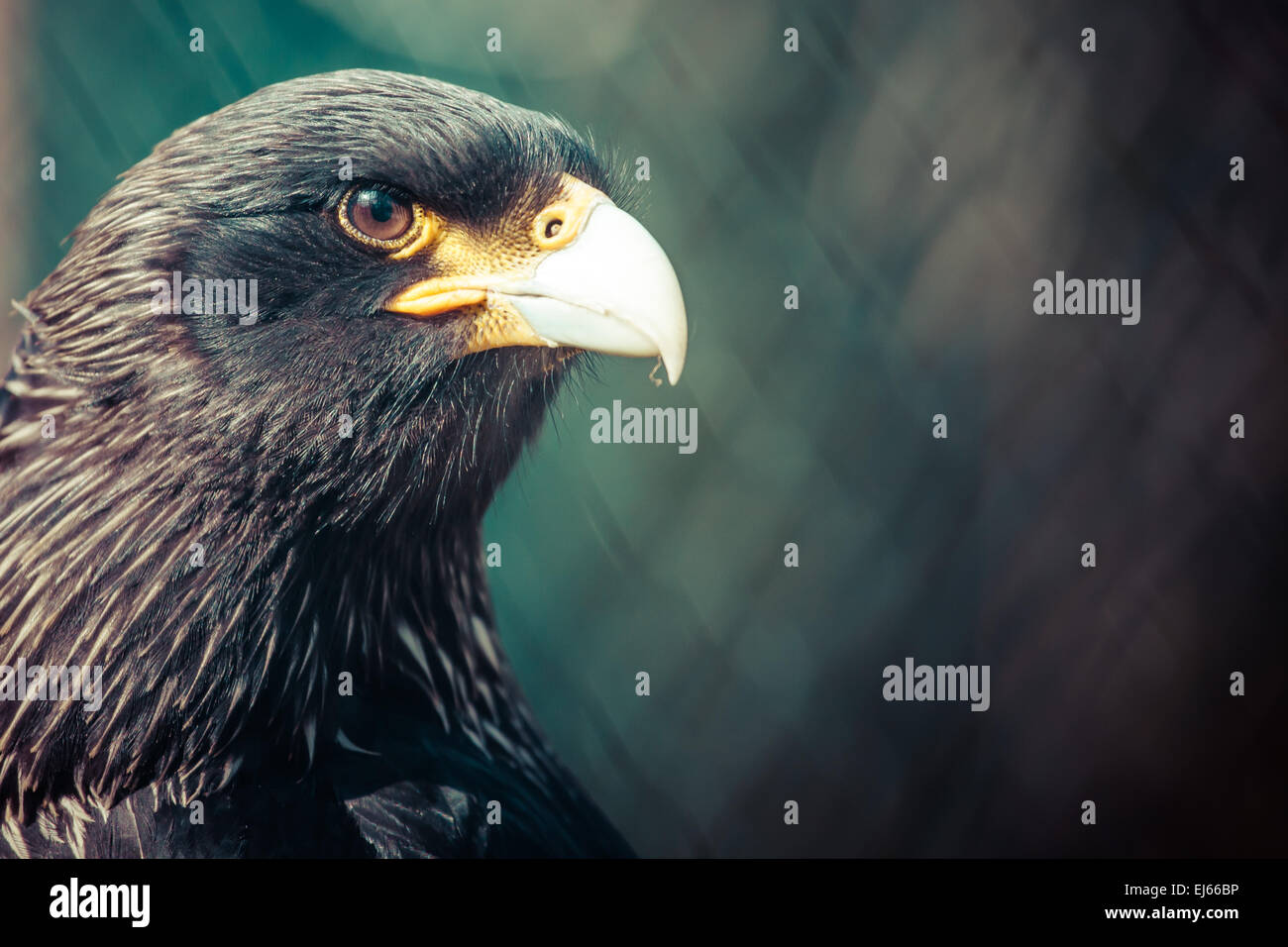 Eagle close up Stock Photo - Alamy