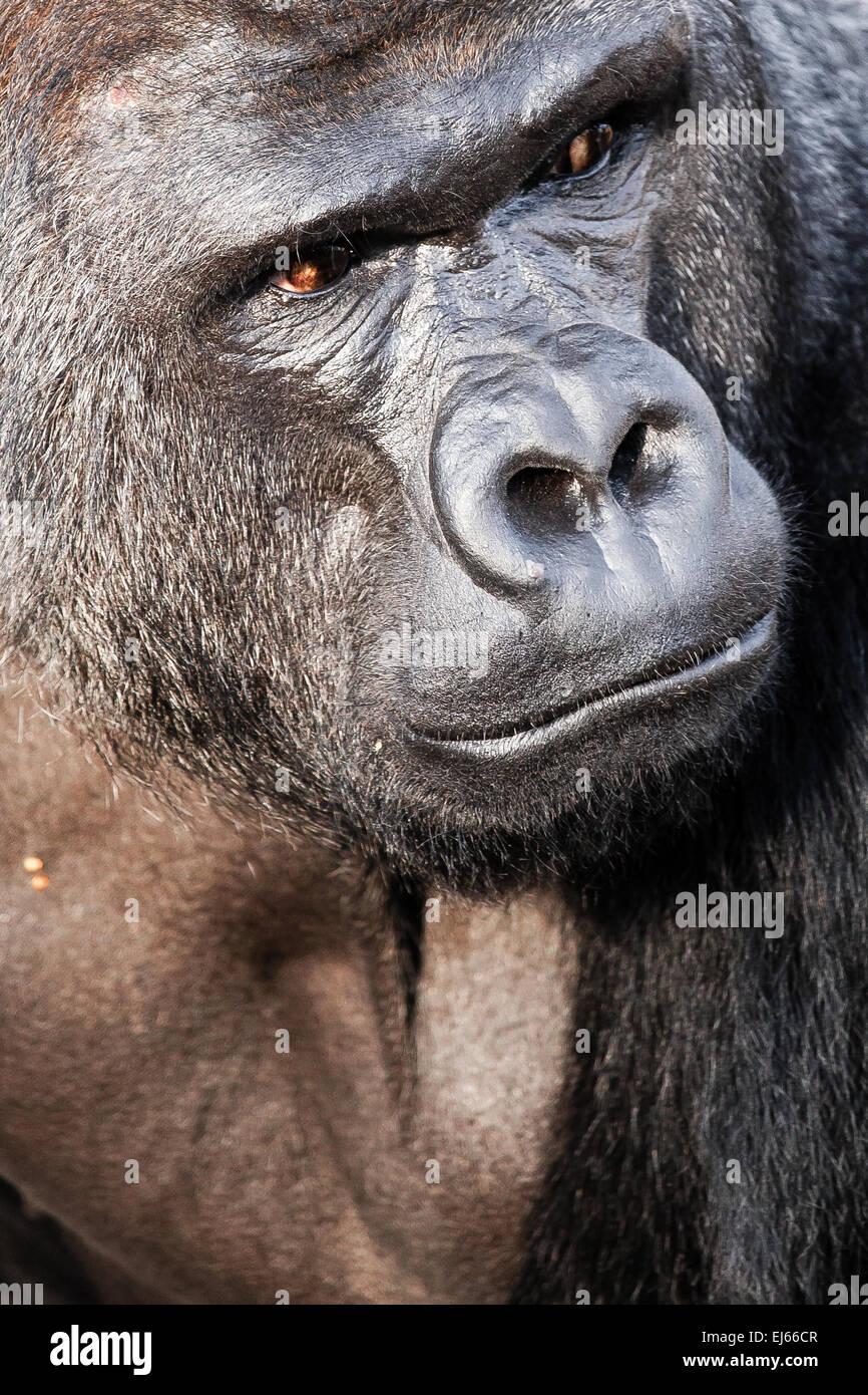 Face portrait of a gorilla male Stock Photo - Alamy