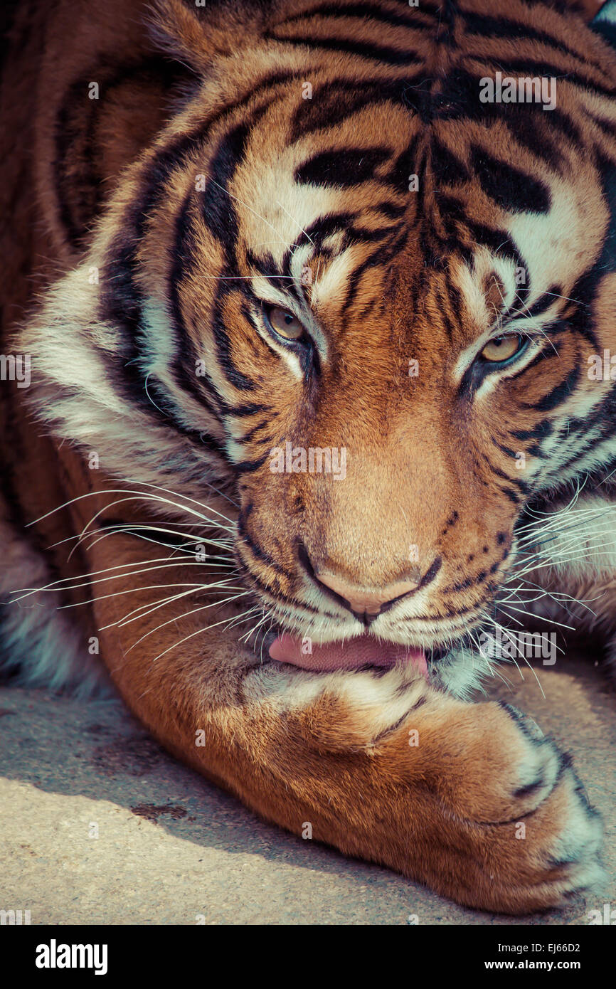 Close-up of a Tigers face Stock Photo - Alamy