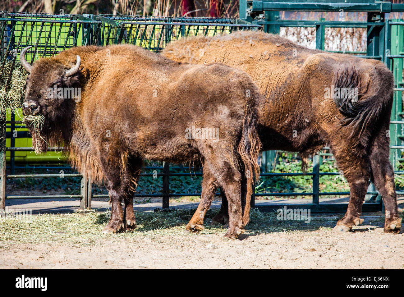 Herd of American Bison (Bison Bison) or Buffalo Stock Photo - Alamy