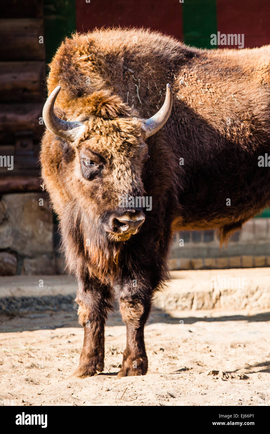 Herd of American Bison (Bison Bison) or Buffalo Stock Photo - Alamy
