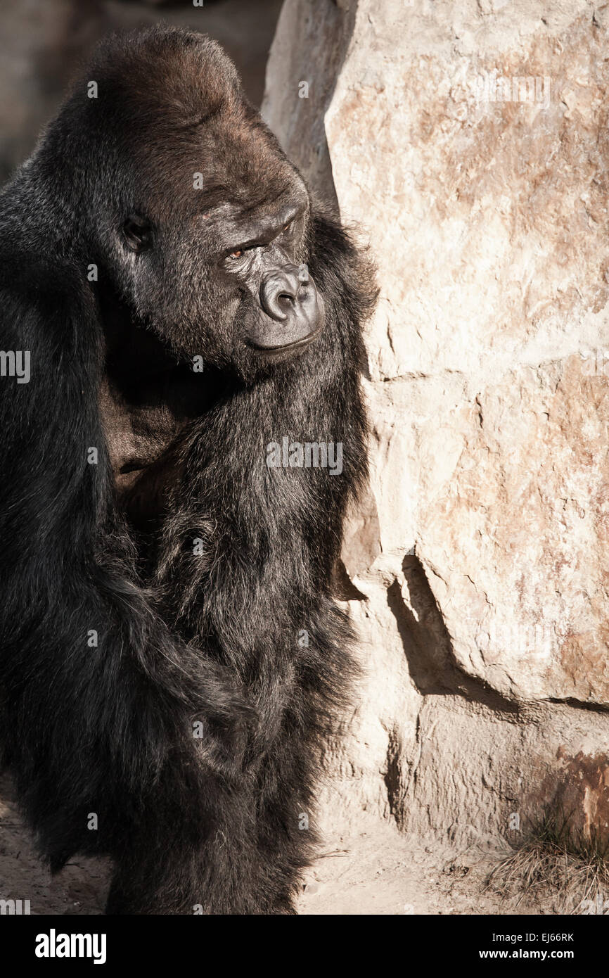 Face portrait of a gorilla male Stock Photo - Alamy