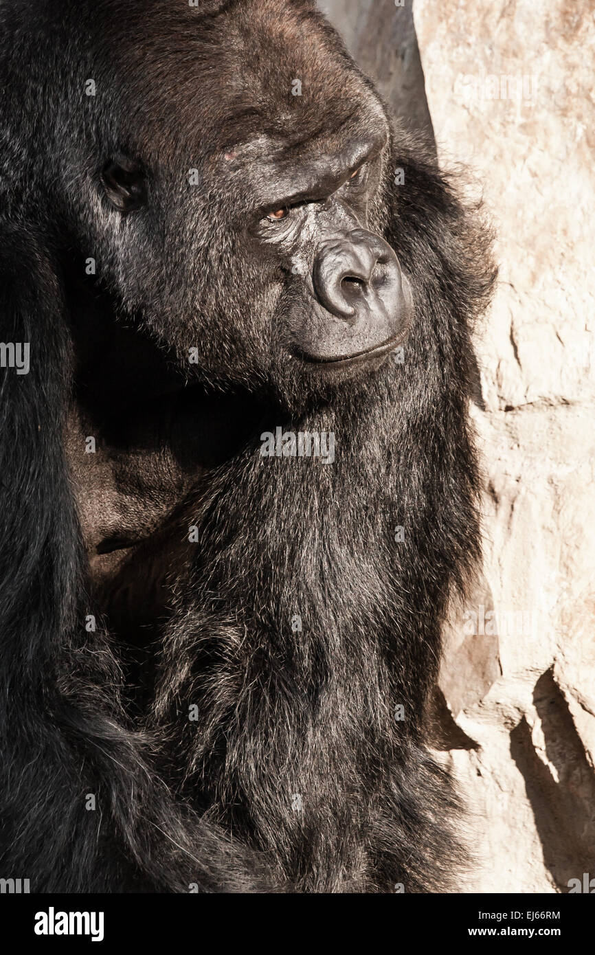 Face portrait of a gorilla male Stock Photo - Alamy