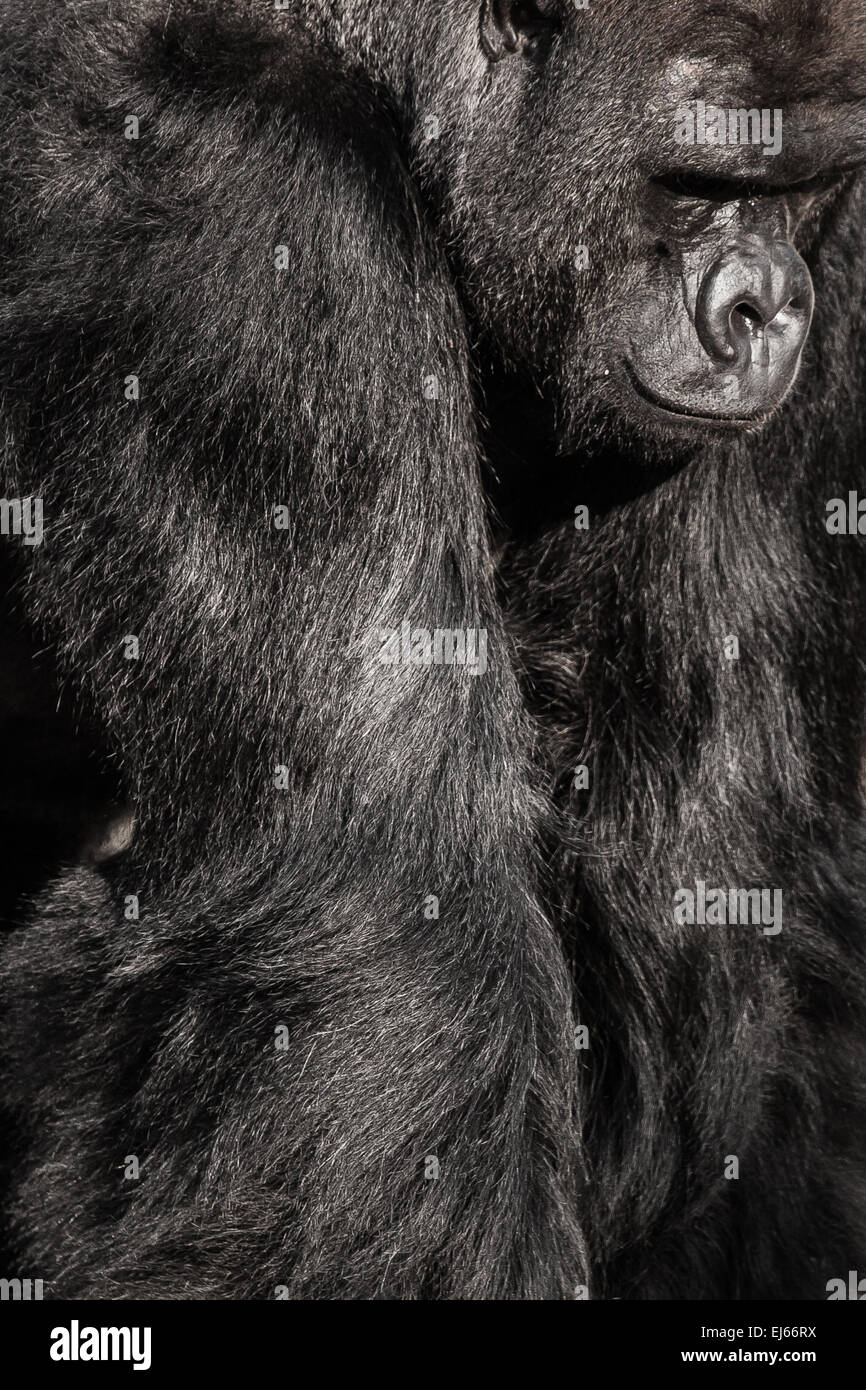 Face portrait of a gorilla male Stock Photo - Alamy